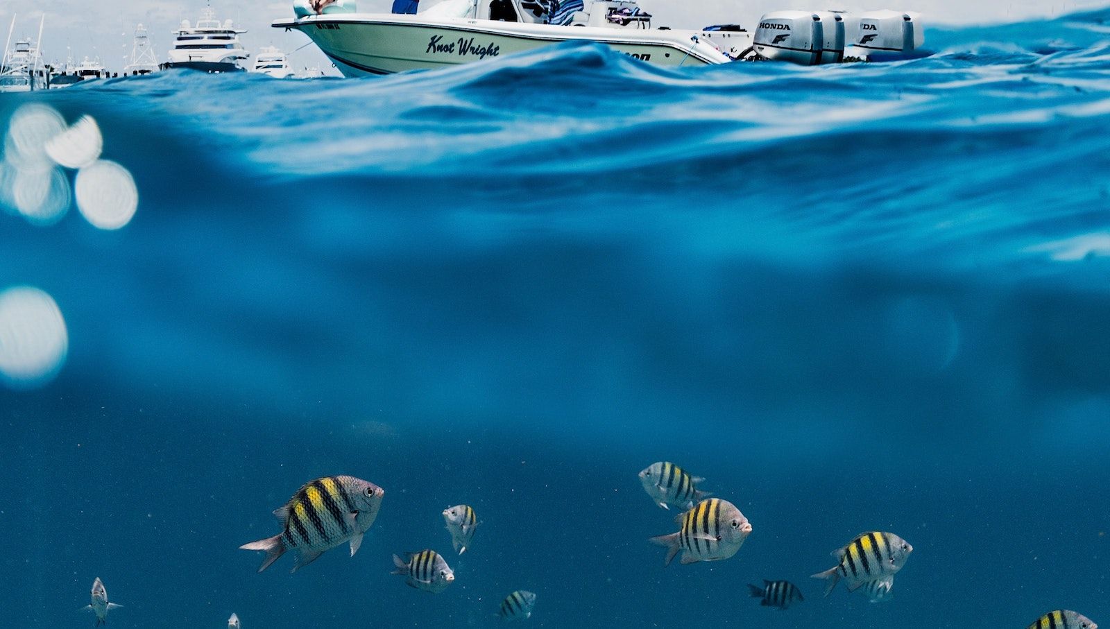 World Oceans Day event Ocean Talks to host live NFT auction